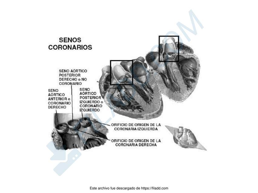Senos Coronarios | uDocz
