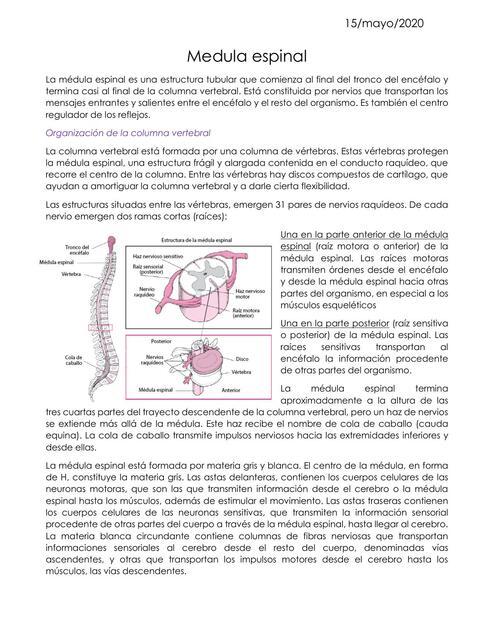 Medula Espinal | PICT | uDocz