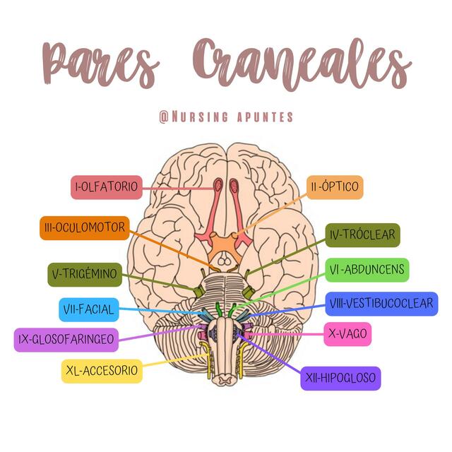 PARES CRANEALES | uDocz
