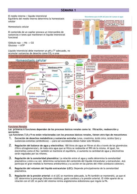 Homeostasis celular | Pa Paredes | uDocz