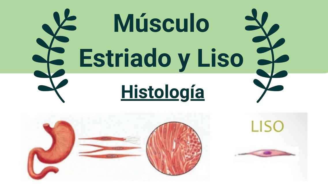 Músculo liso | Odalys Velasco | uDocz