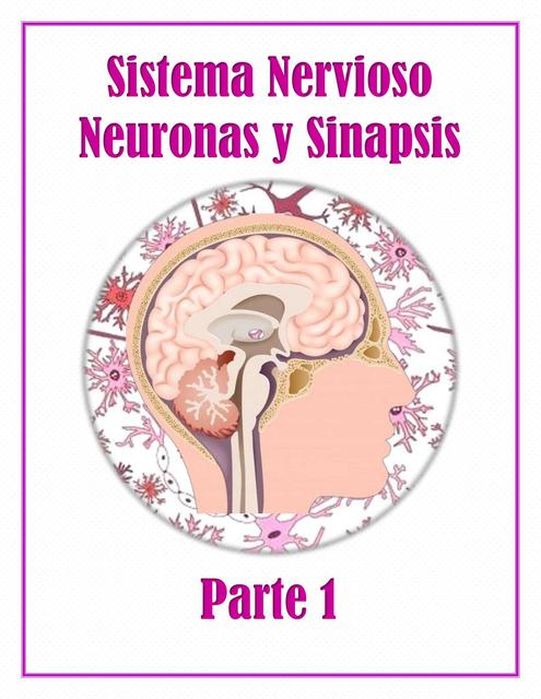 Sistema Nervioso Neuronas y Sinapsis | uDocz