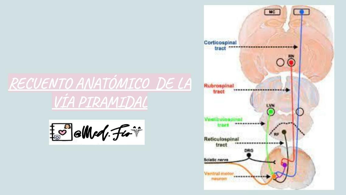 Neuroanatomía de la vía piramidal | MedFIO%. | uDocz