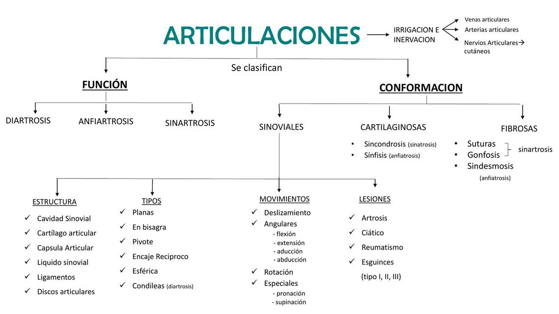 Clasificación articulaciones | Agustina Petersen Codd | uDocz