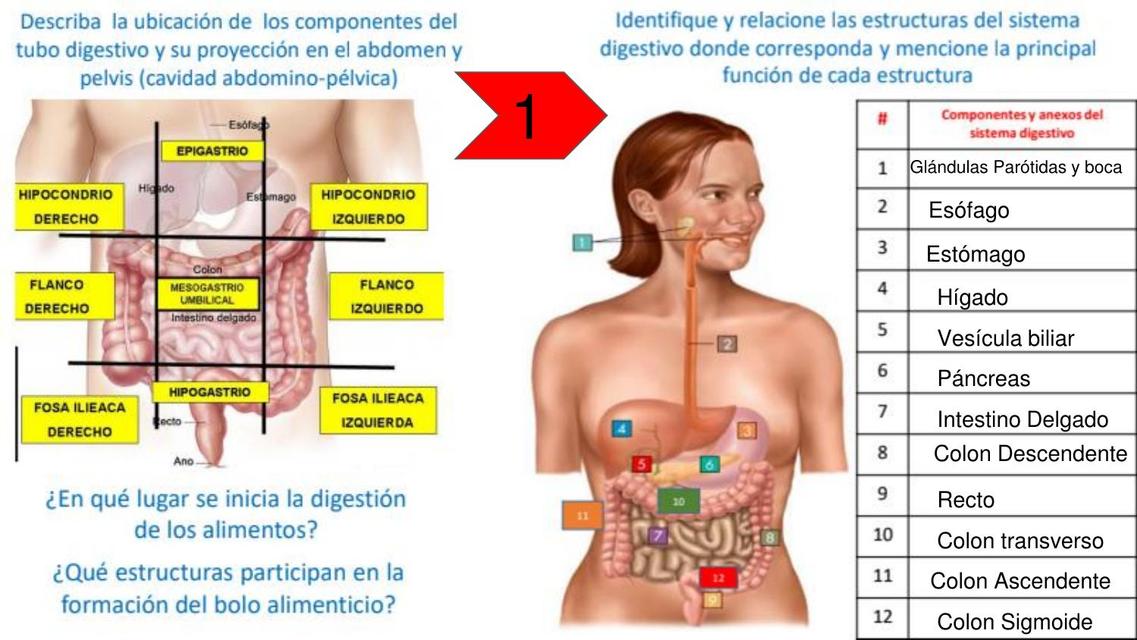 Sistema digestivo | Valeria SA | uDocz
