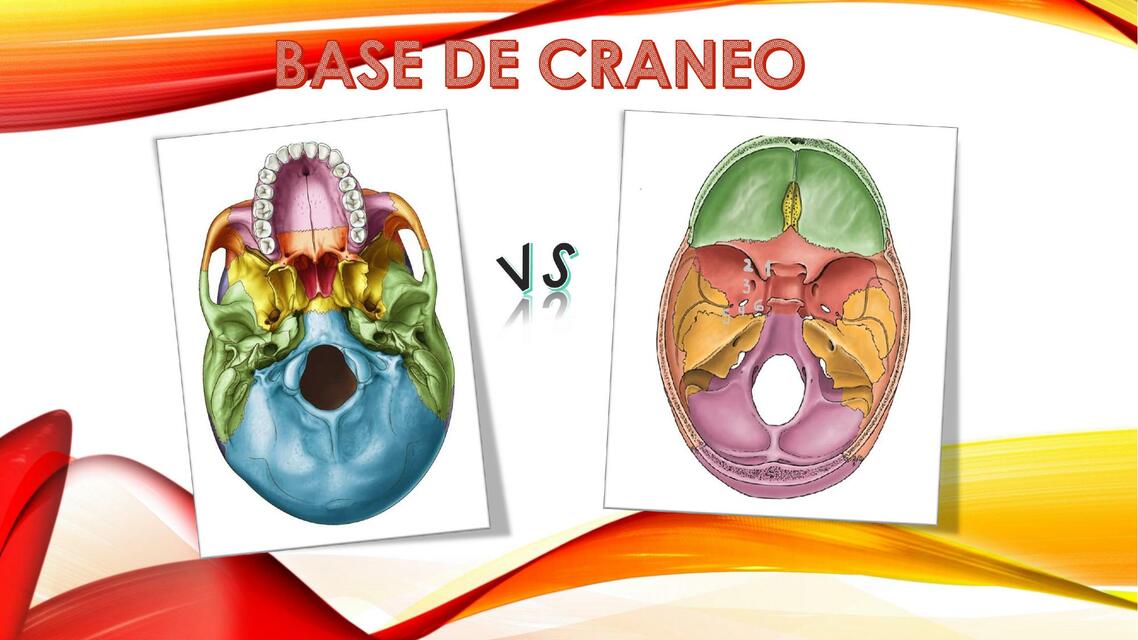 Base de Cráneo | waldir | uDocz