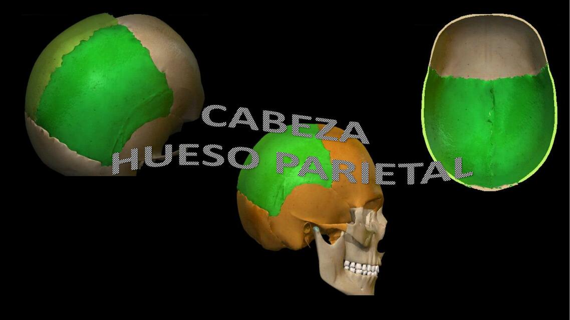 Cabeza- Hueso Parietal | waldir | uDocz