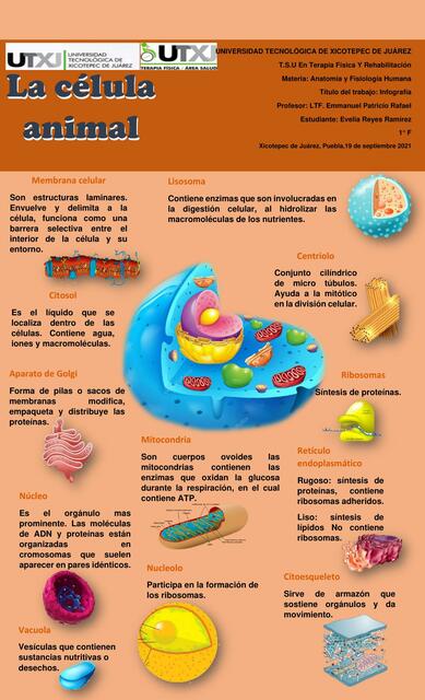 La Célula Animal