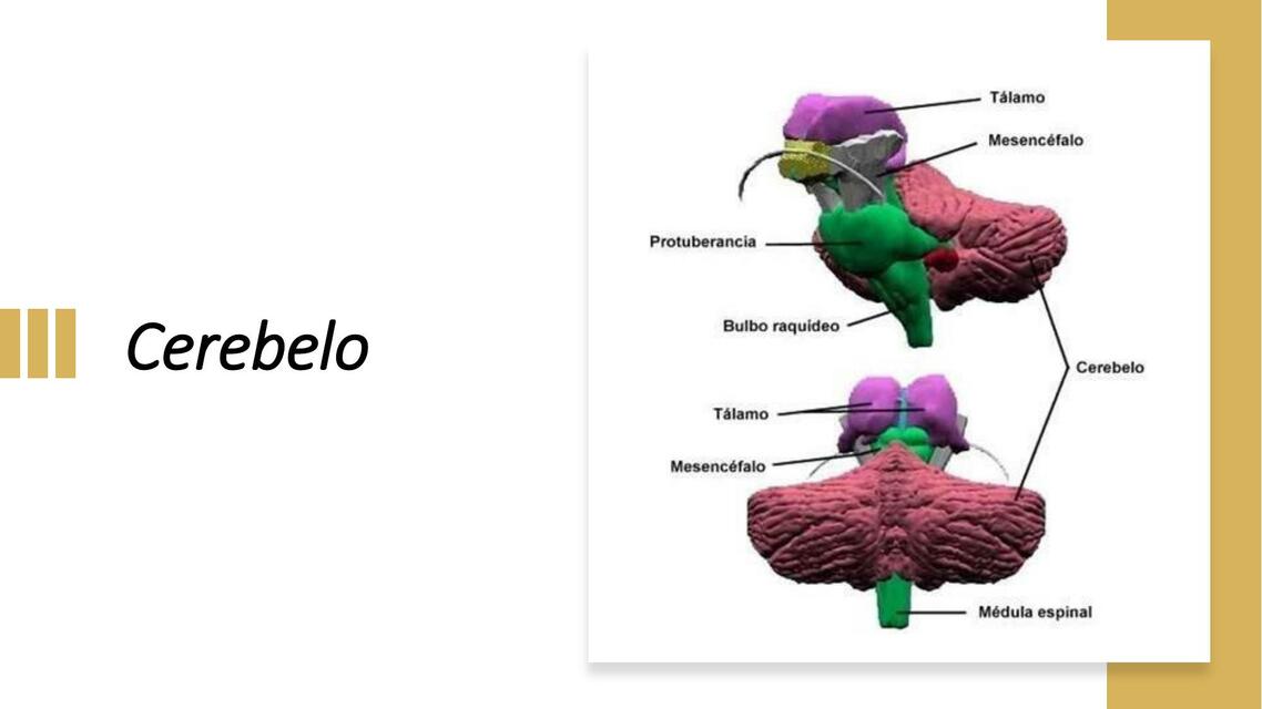Cerebelo Marcela Battaglia Udocz