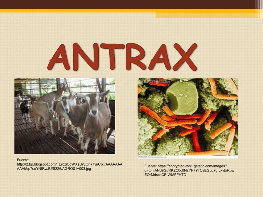 Ántrax | Karina Perez | uDocz