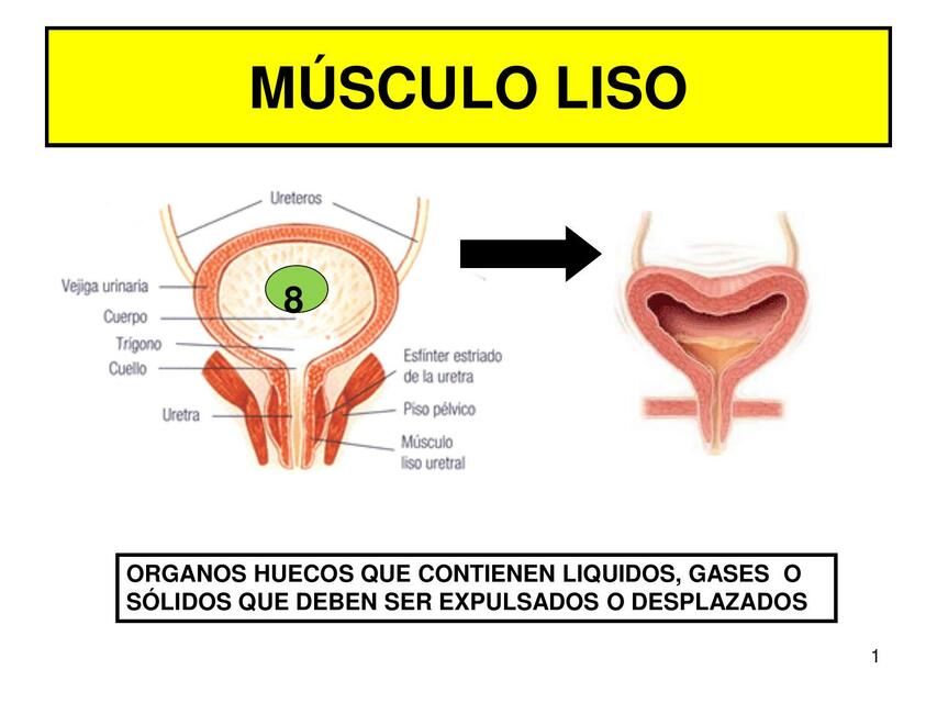 Resúmenes de Contracción del miocardio | Descarga apuntes de ...