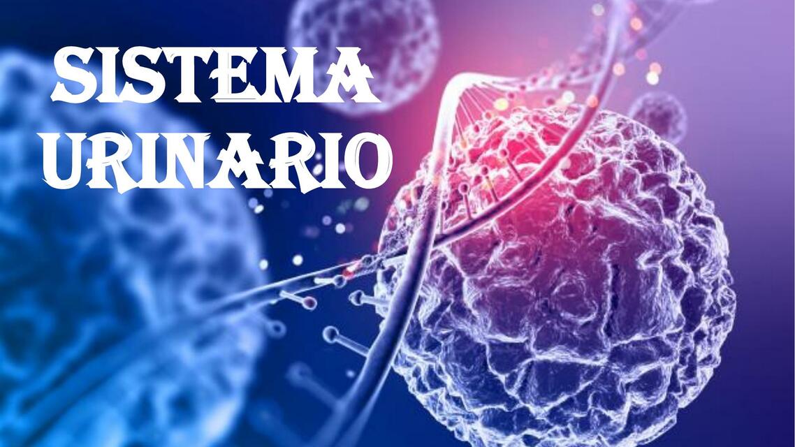 Sistema Urinario | adriana lucia caro quiñones | uDocz