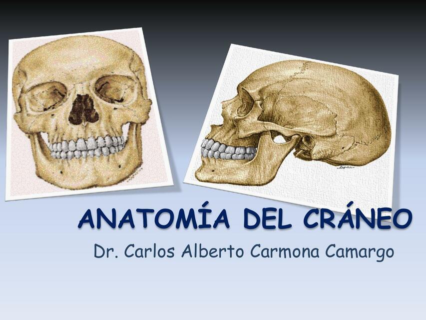 Anatomía del Cráneo | Nina | uDocz