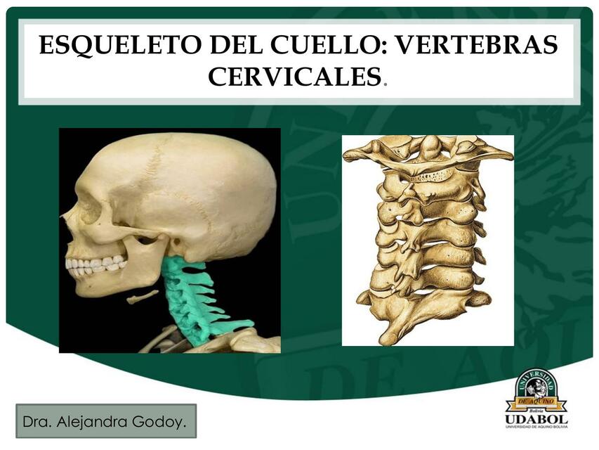 Vertebra Cervical | Nina | uDocz