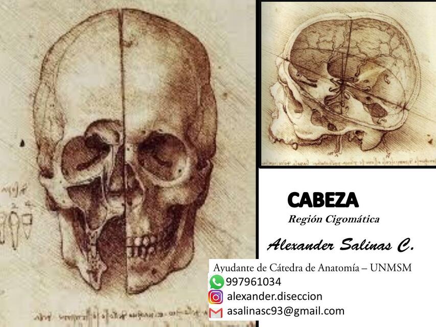 Fosa Cigomática | D R | uDocz