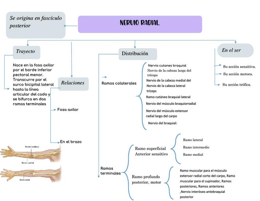 Nervio radial | STEFANY CHAVEZ | uDocz