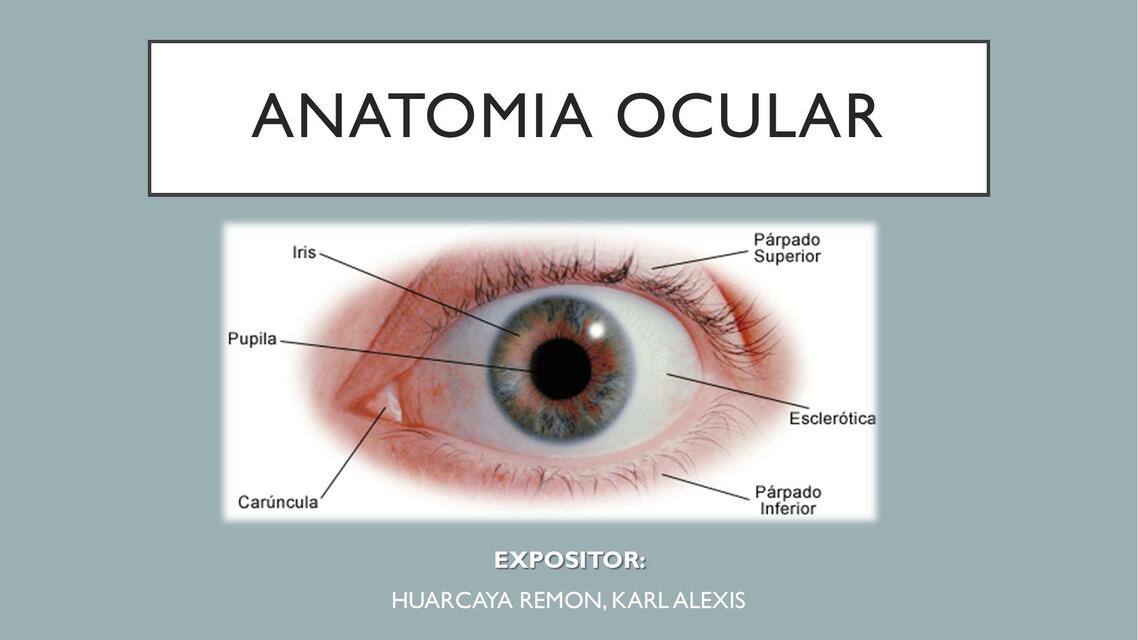 Anatomía Ocular | Karl Huarcaya | uDocz