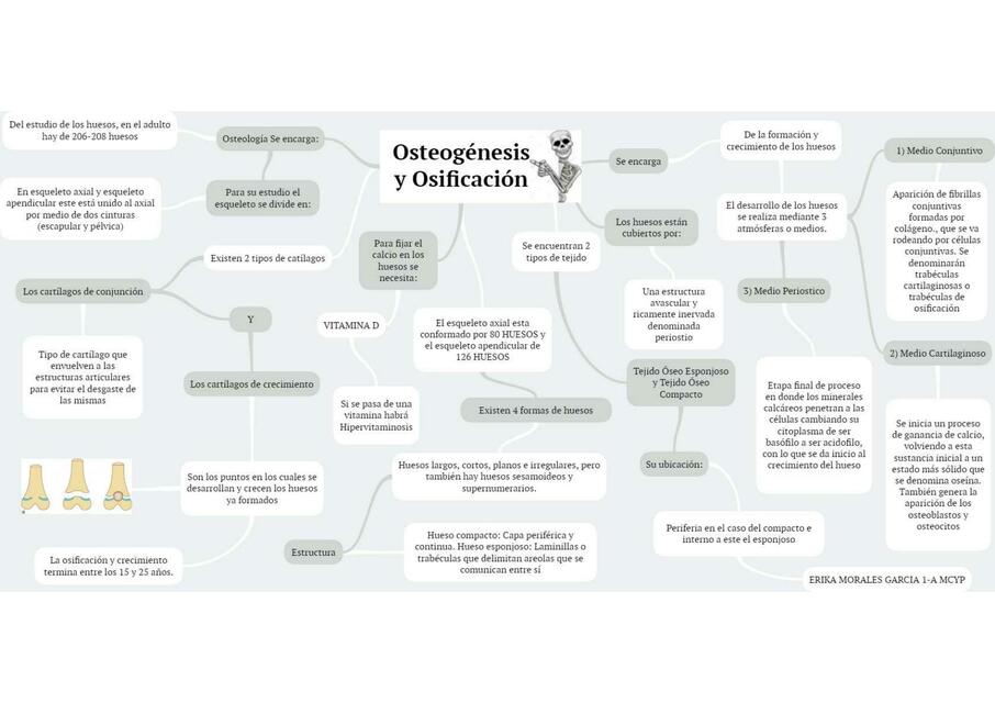 Resúmenes de Osteogénesis | Descarga apuntes de Osteogénesis