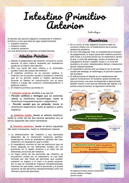 Intestino Primitivo Anterior- Embriología | uDocz