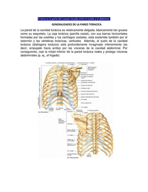 Pared torácica | Busca y descarga apuntes gratis | uDocz