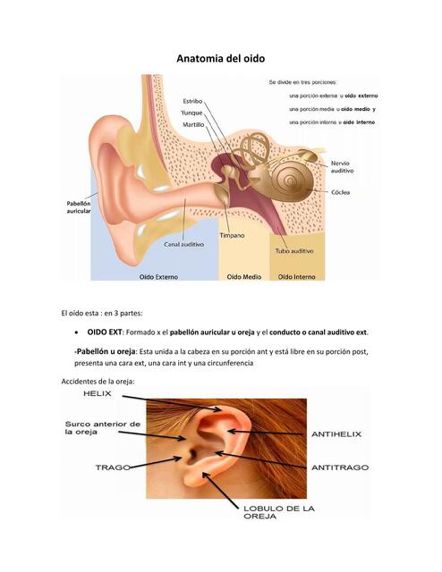 Resúmenes de Pabellón auricular | Descarga apuntes de Pabellón auricular