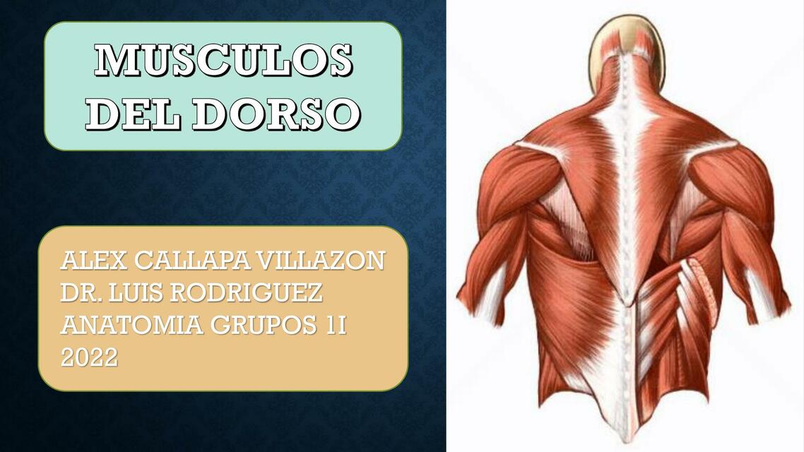 Resúmenes de Músculos del dorso | Descarga apuntes de Músculos del dorso