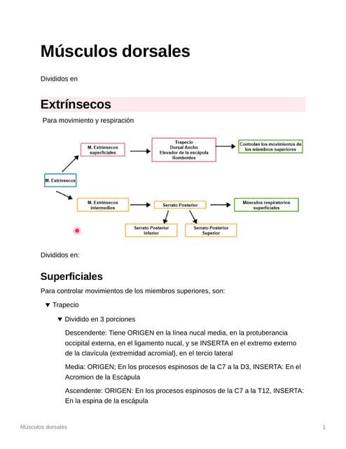 Músculos Dorsales | Kenneth Nolasco | uDocz