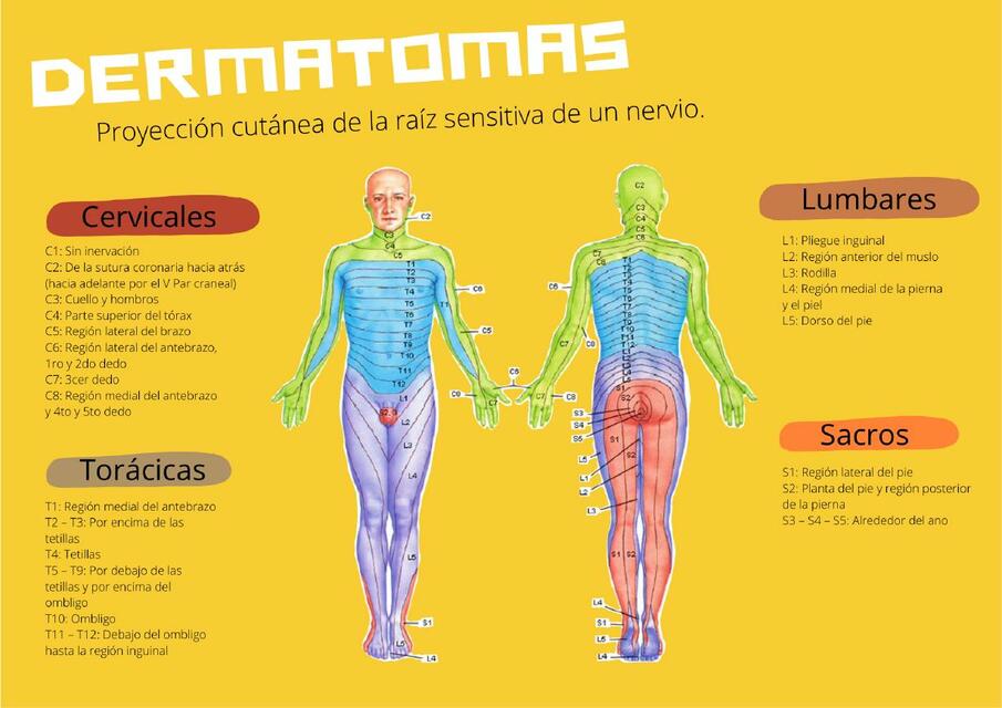 Dermatomas