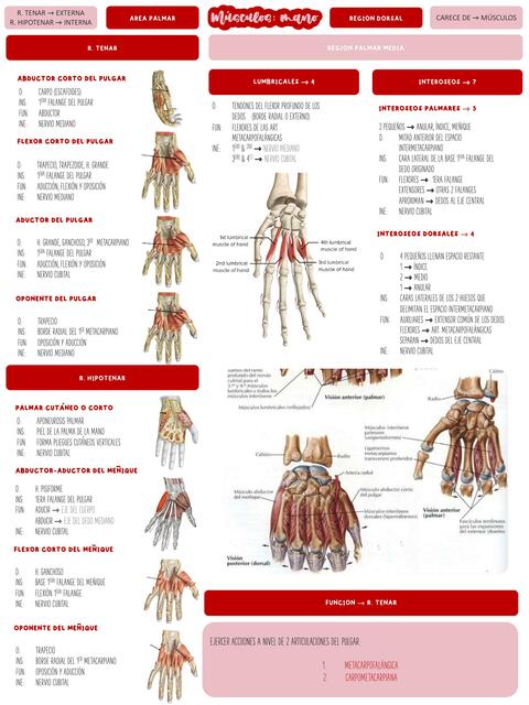 Resúmenes de Músculos de la mano | Descarga apuntes de Músculos de la mano
