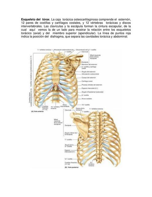Resúmenes de Anatomía del tórax | Descarga apuntes de Anatomía del tórax