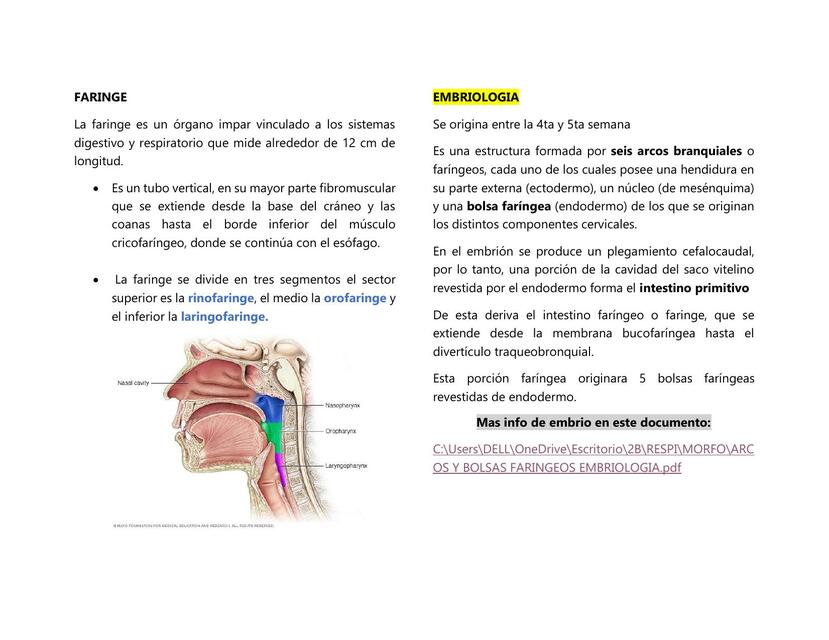 Faringe | Alexa Rodriguez | uDocz