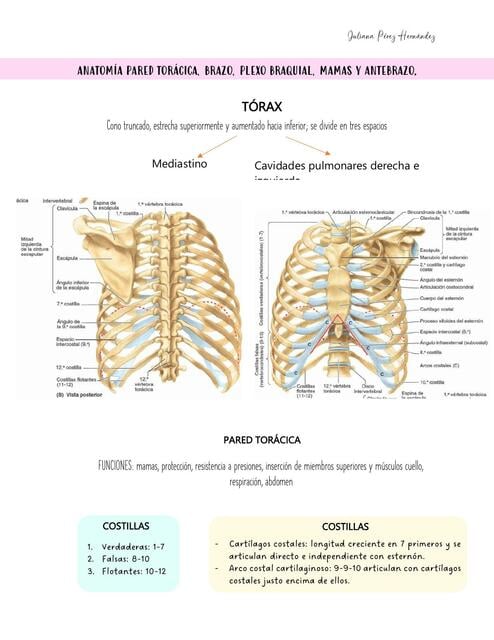 Anatomía de Pared Torácica Brazo Plexo Branquial | Juliana | uDocz