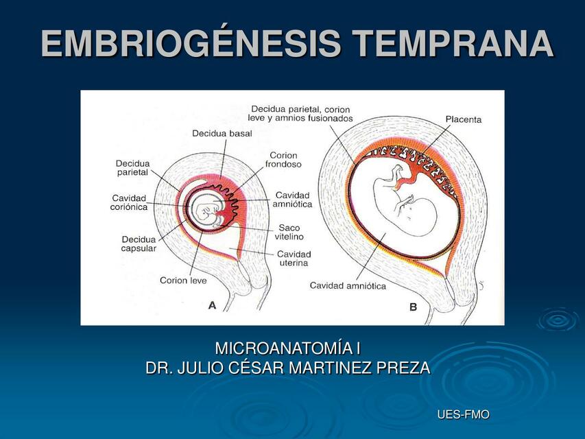 Embriogénesis Temprana | Brissy Martinez | uDocz