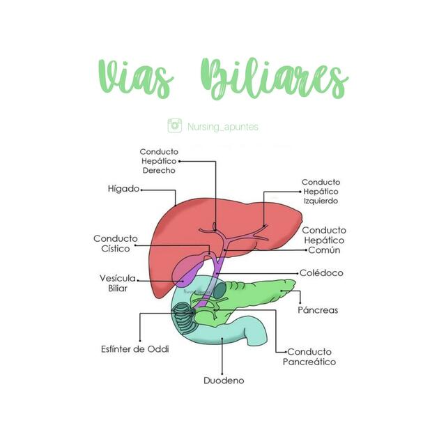 Vias Biliares | nursing apuntes | uDocz