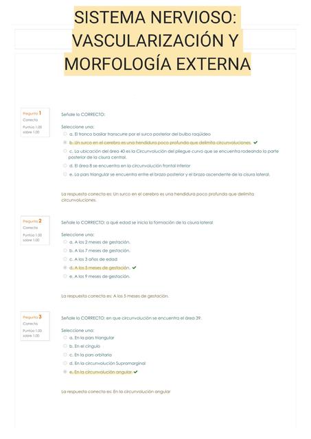 Cuestionario de Morfología Externa del Cerebro | Briggitte Yamilé Suarez Esteban | uDocz