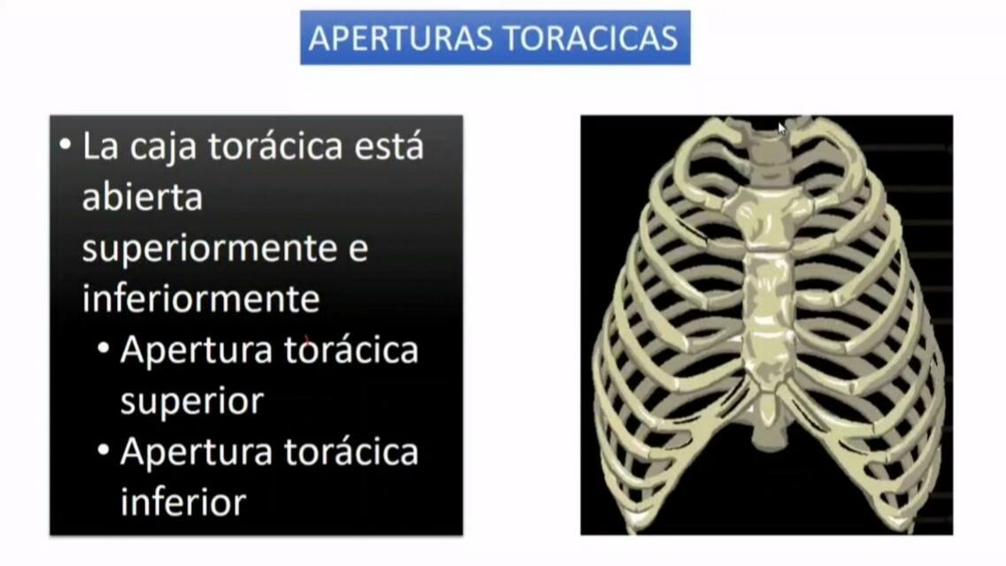 Resúmenes de Aperturas torácicas | Descarga apuntes de Aperturas torácicas