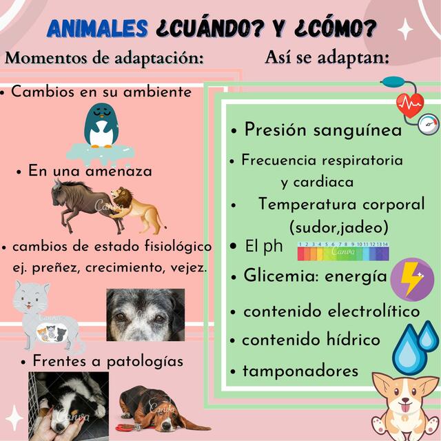 Resúmenes de Adaptación de los animales | Descarga apuntes de ...