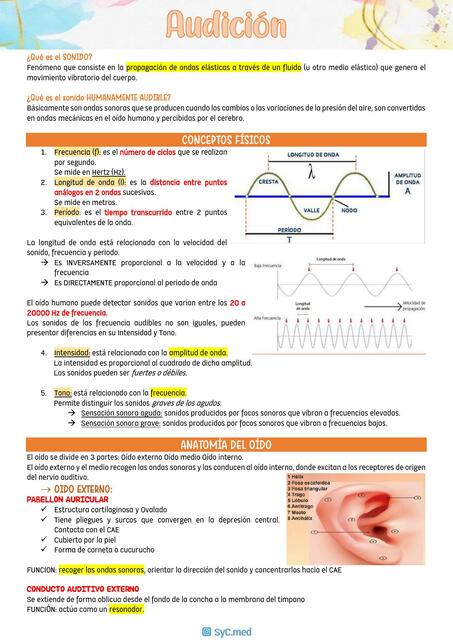 Resúmenes de Fisiología de la audición | Descarga apuntes de Fisiología ...