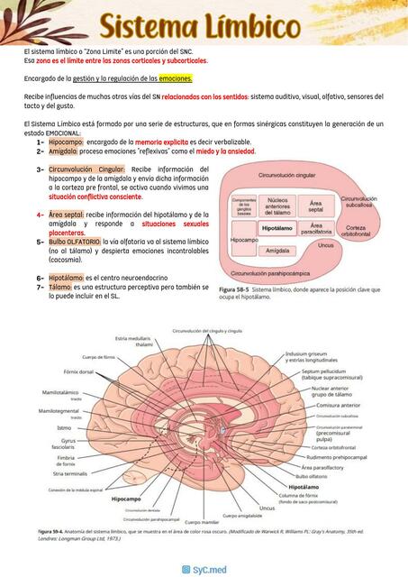 Sistema Límbico | @SyC.med | uDocz
