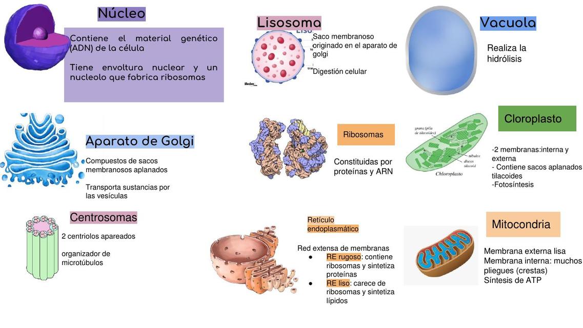 Componentes de la célula