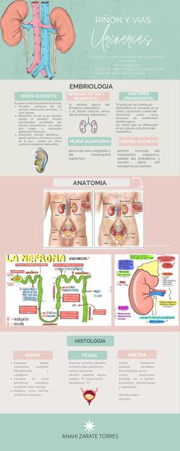 Infografía de Riñón y Vías Urinarias | anahi zarate | uDocz