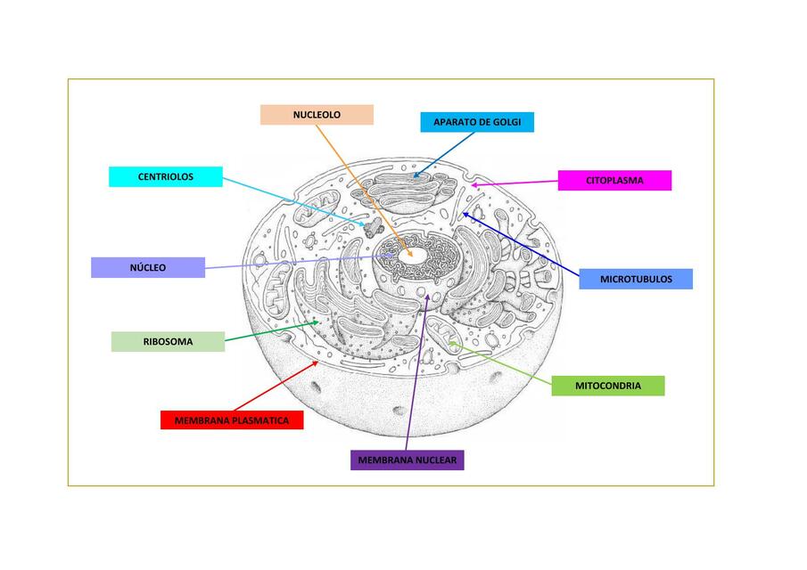 Célula | Kathy CR | uDocz