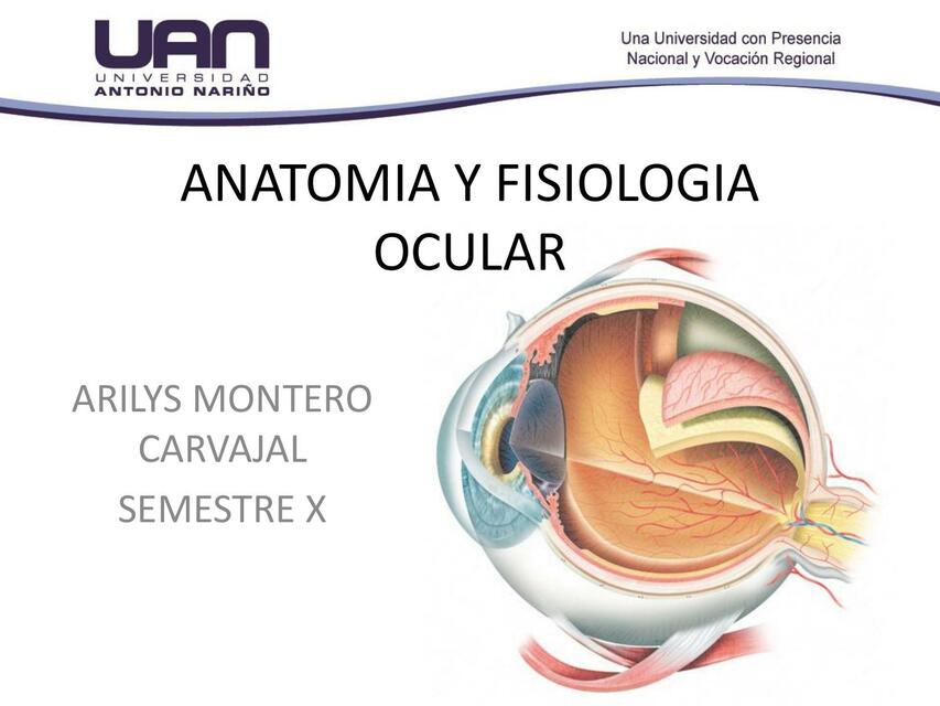 Anatomía y Fisiología Ocular | carolina | uDocz