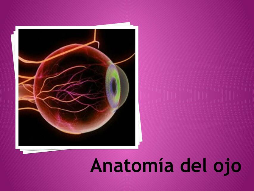Anatomía del Ojo | carolina | uDocz