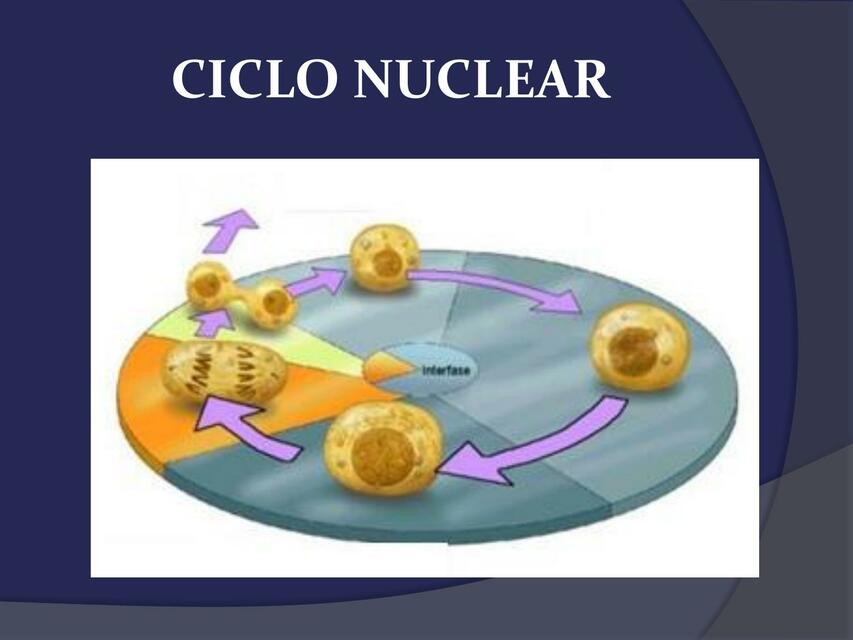 Ciclo Celular | Harumy | uDocz