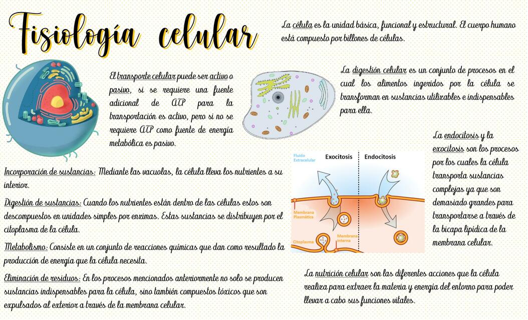 Biología Celular | Maria Camila Pajoi | uDocz
