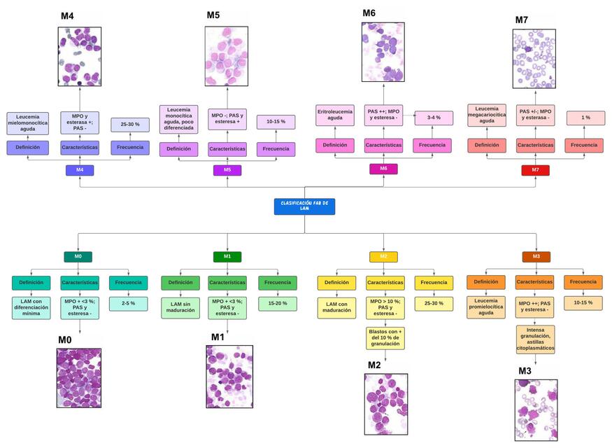 Leucemias Monocíticas Agudas- Clasificación FAB | RAUL DAVID DIAZ ...