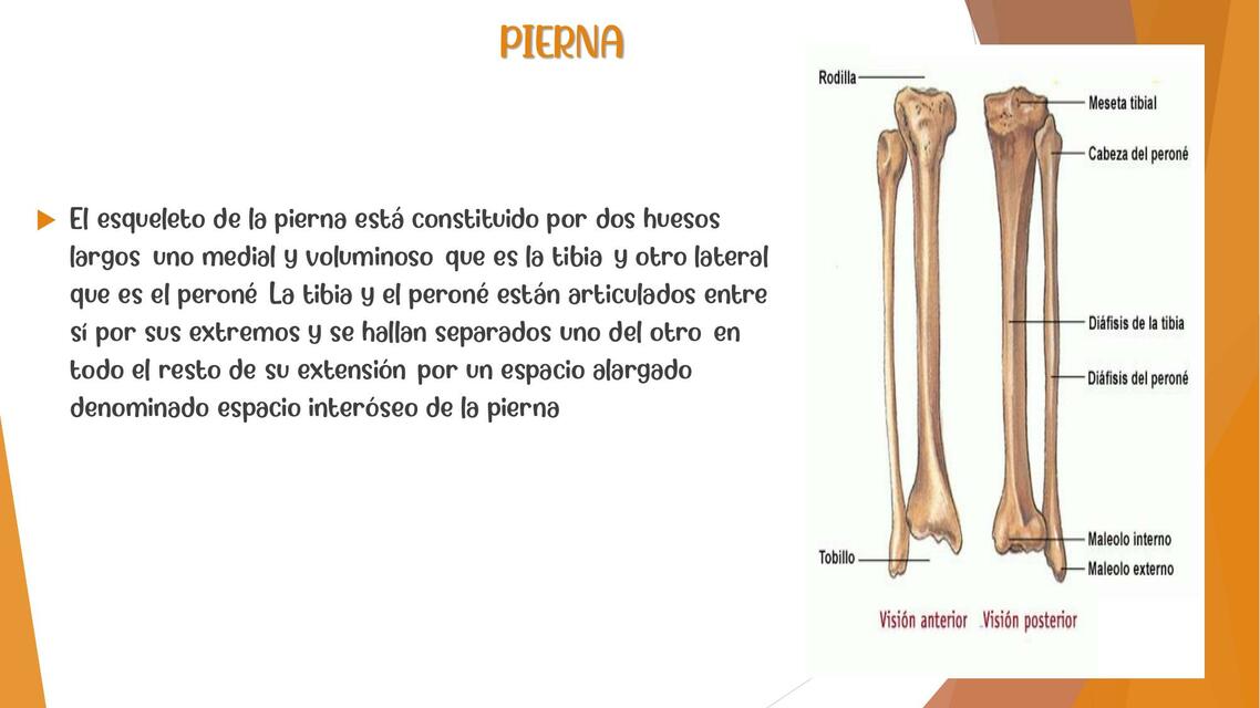 Anatomía de Pierna, Tobillo y Pie