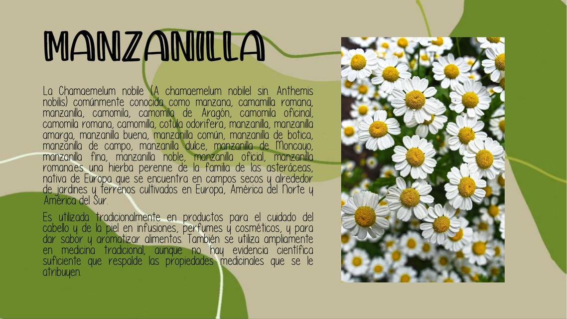 Manzanilla | Camila Andrea Crespo Calle | uDocz