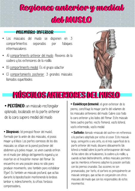 Region anterior y Medial del muslo | Medical Coffe | uDocz